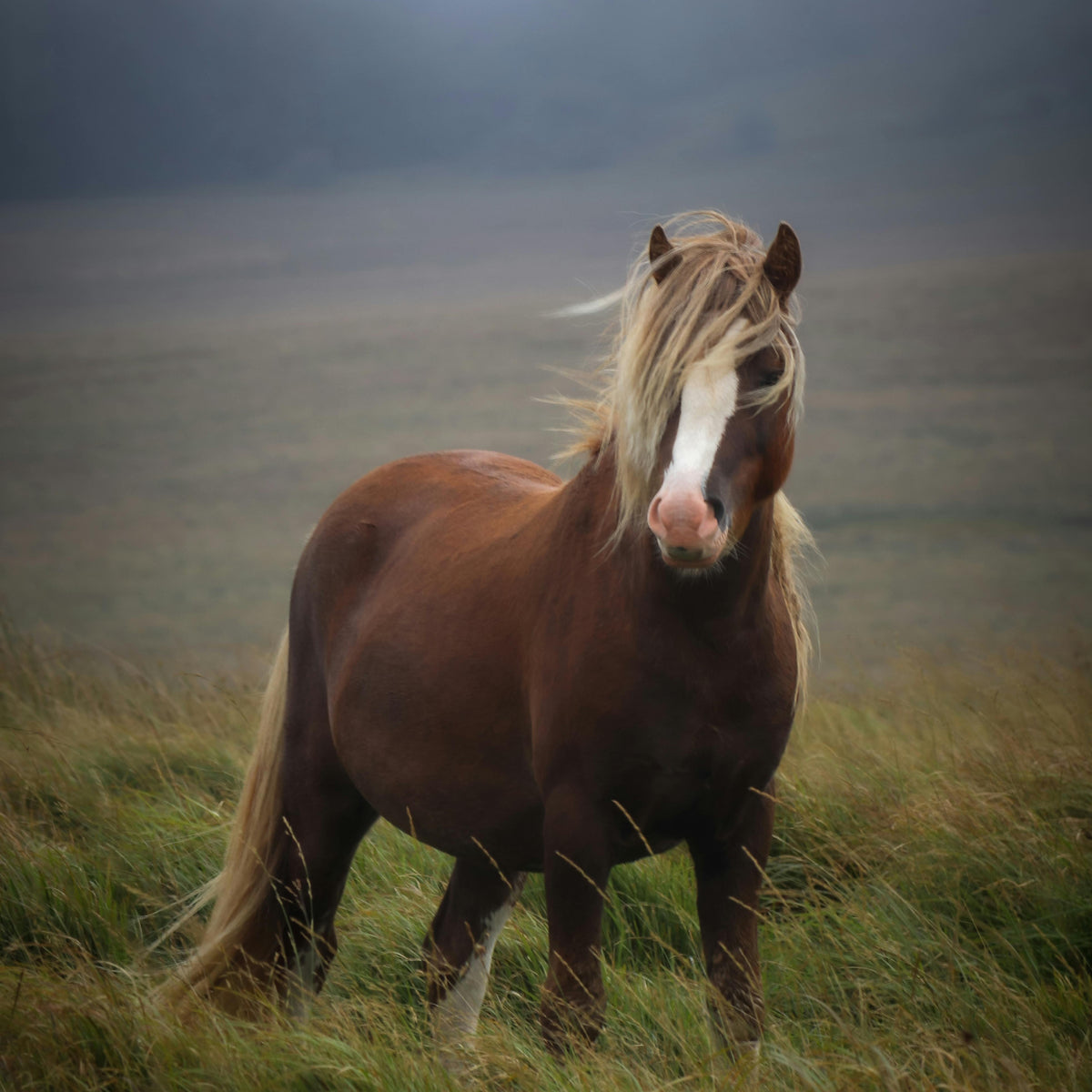 Laminitis & Metabolic Support | Cushing’s & EMS Horses – The Equine ...