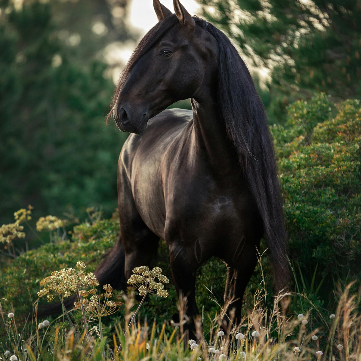 Willy Wash – The Equine Apothecary