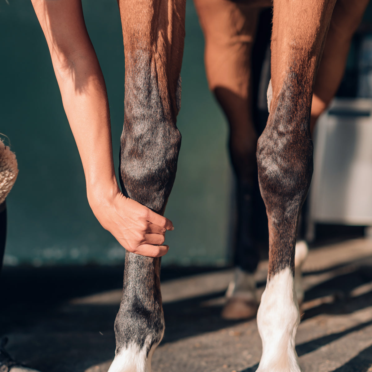Horse Wound Care | Injury Treatment & Healing Support – The Equine ...