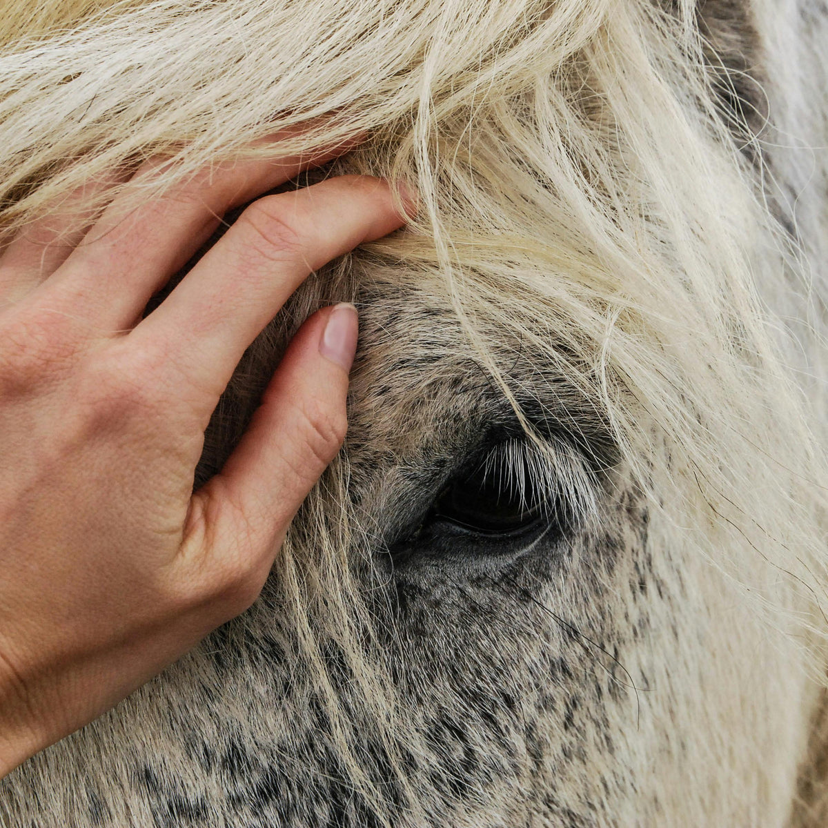 External Remedies for Horses | Topical Natural Care – The Equine Apothecary