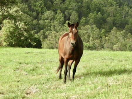 The Horse Herbalist Mares Hormone Balancer – The Equine Apothecary